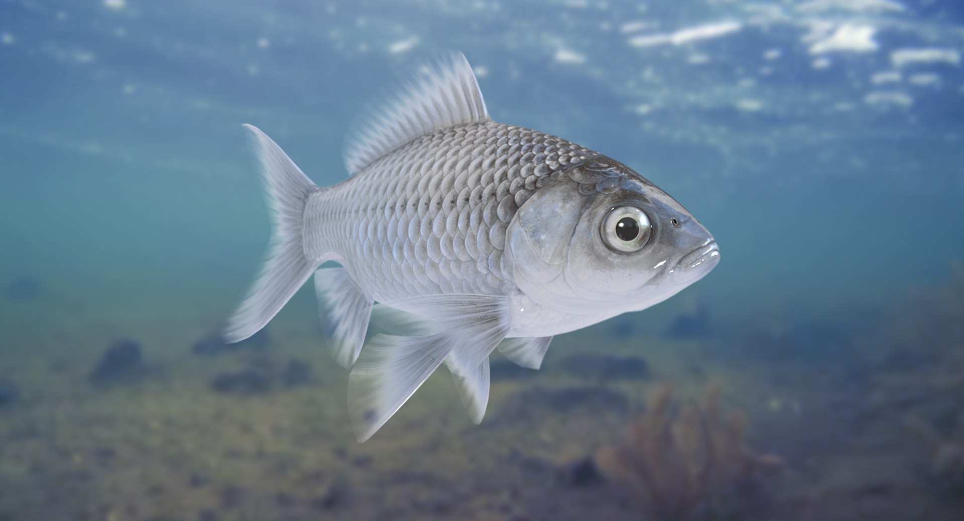 Silver Fish Animation 3D Model - TurboSquid 1180111