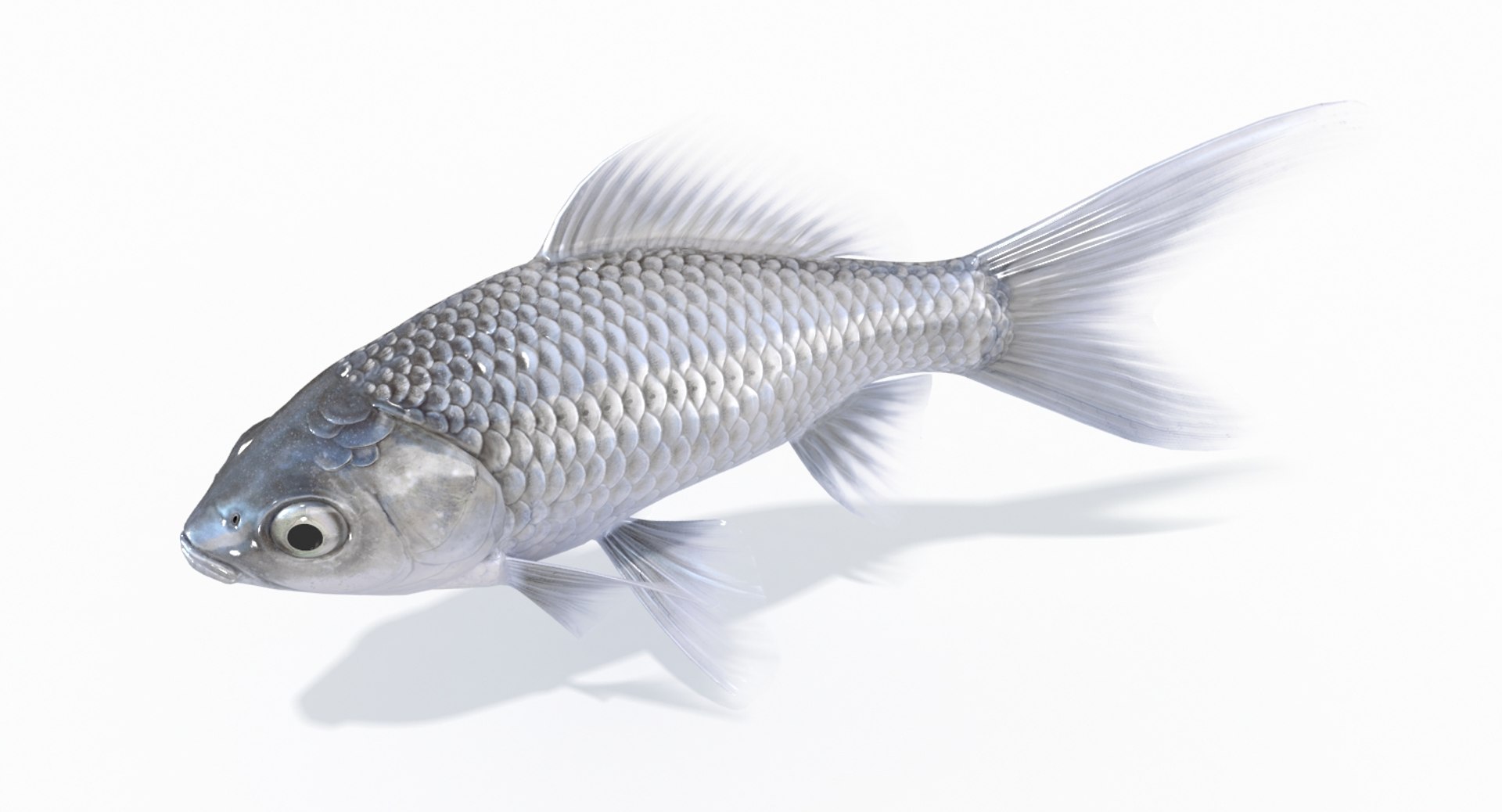 Silver Fish Animation 3D Model - TurboSquid 1180111
