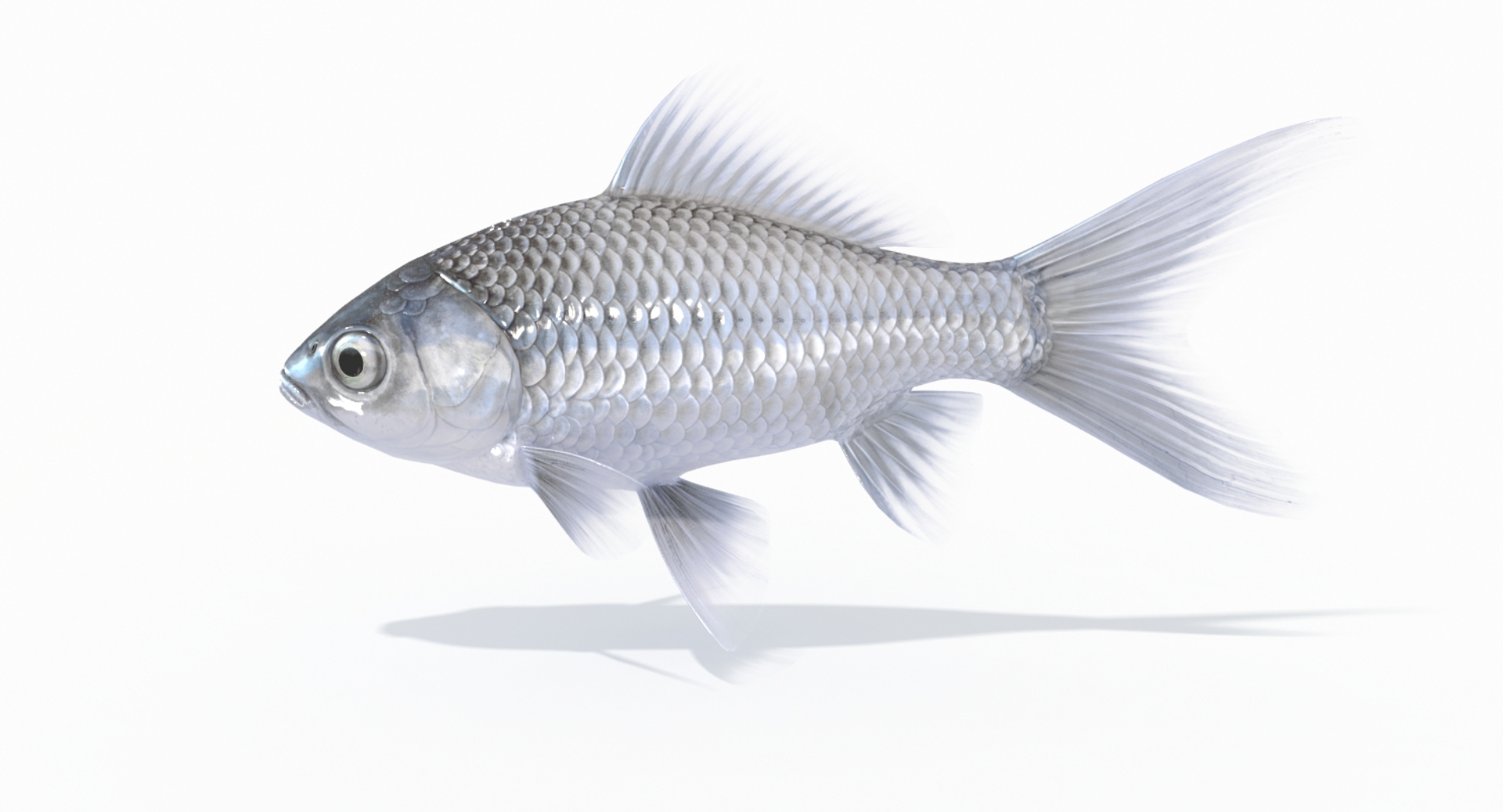 Silver Fish Animation 3D Model - TurboSquid 1180111