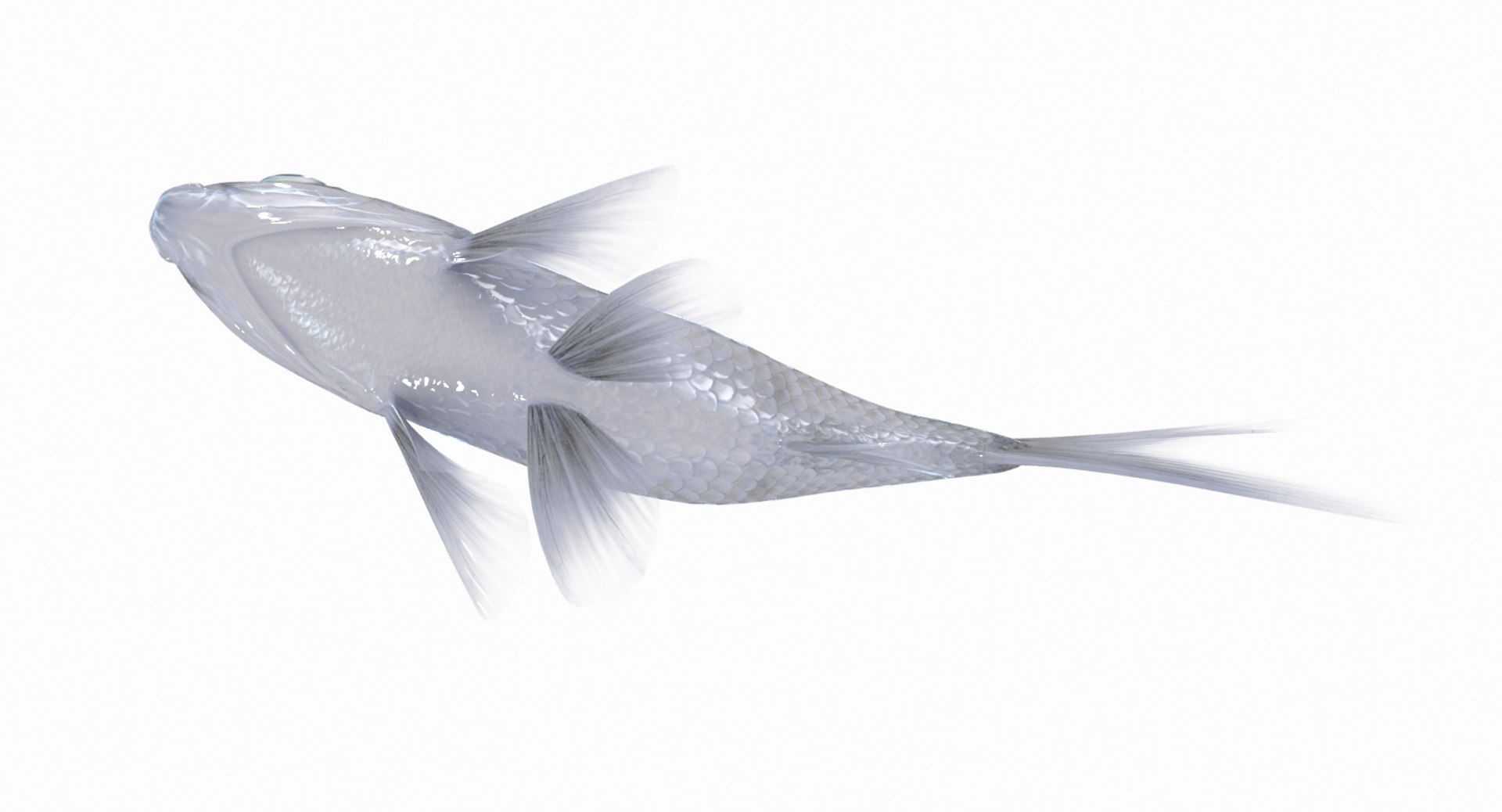 Silver Fish Animation 3D Model - TurboSquid 1180111