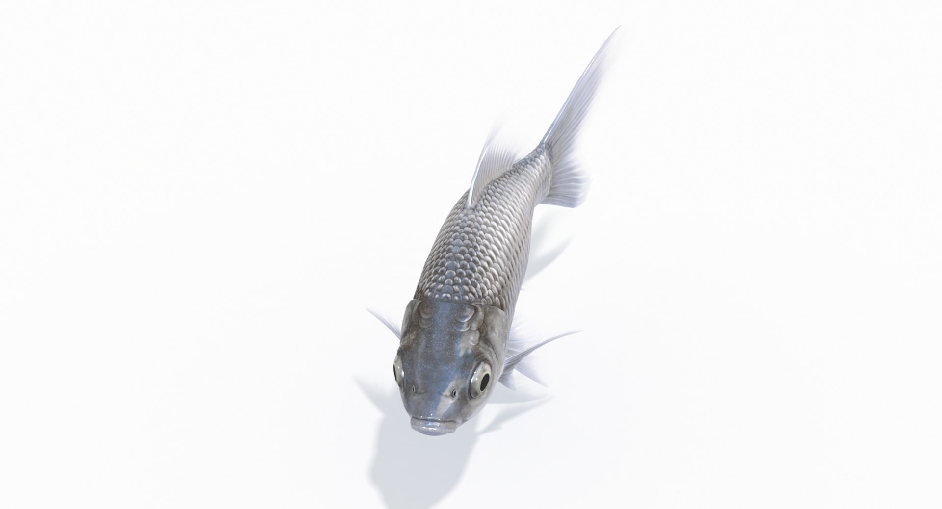 Silver Fish Animation 3D Model - TurboSquid 1180111