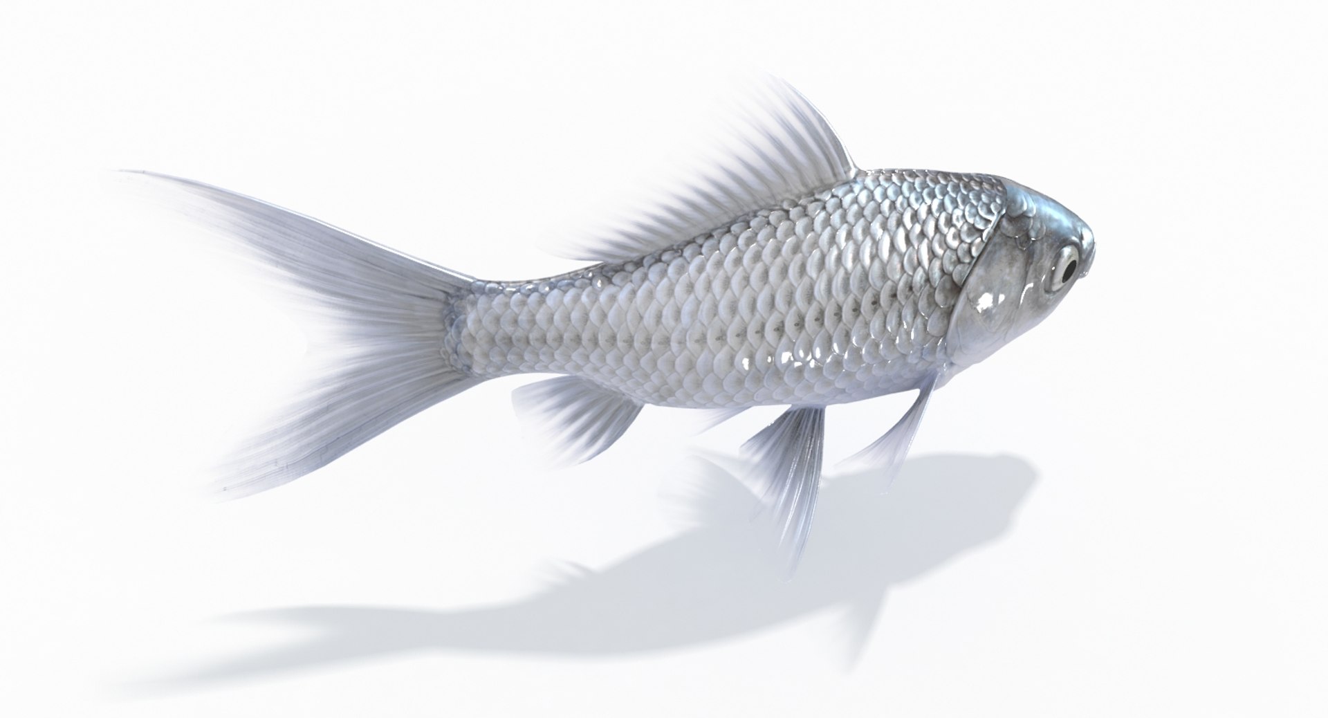 Silver Fish Animation 3D Model - TurboSquid 1180111