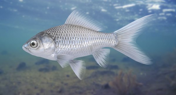 Silver fish animation 3D model - TurboSquid 1180111