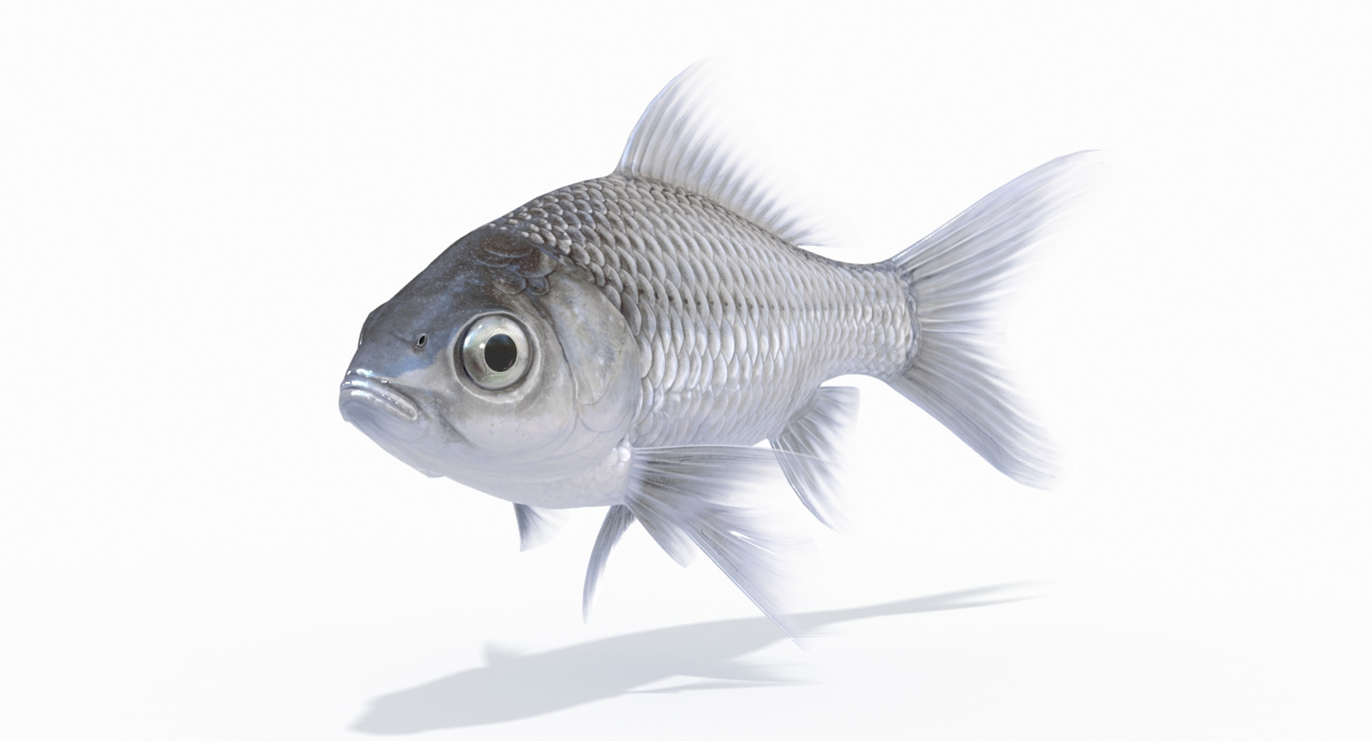 Silver Fish Animation 3D Model - TurboSquid 1180111