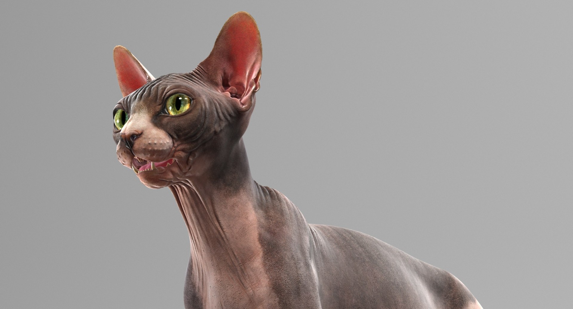 Sphynx Cat Rigged 3D Model - TurboSquid 1406397