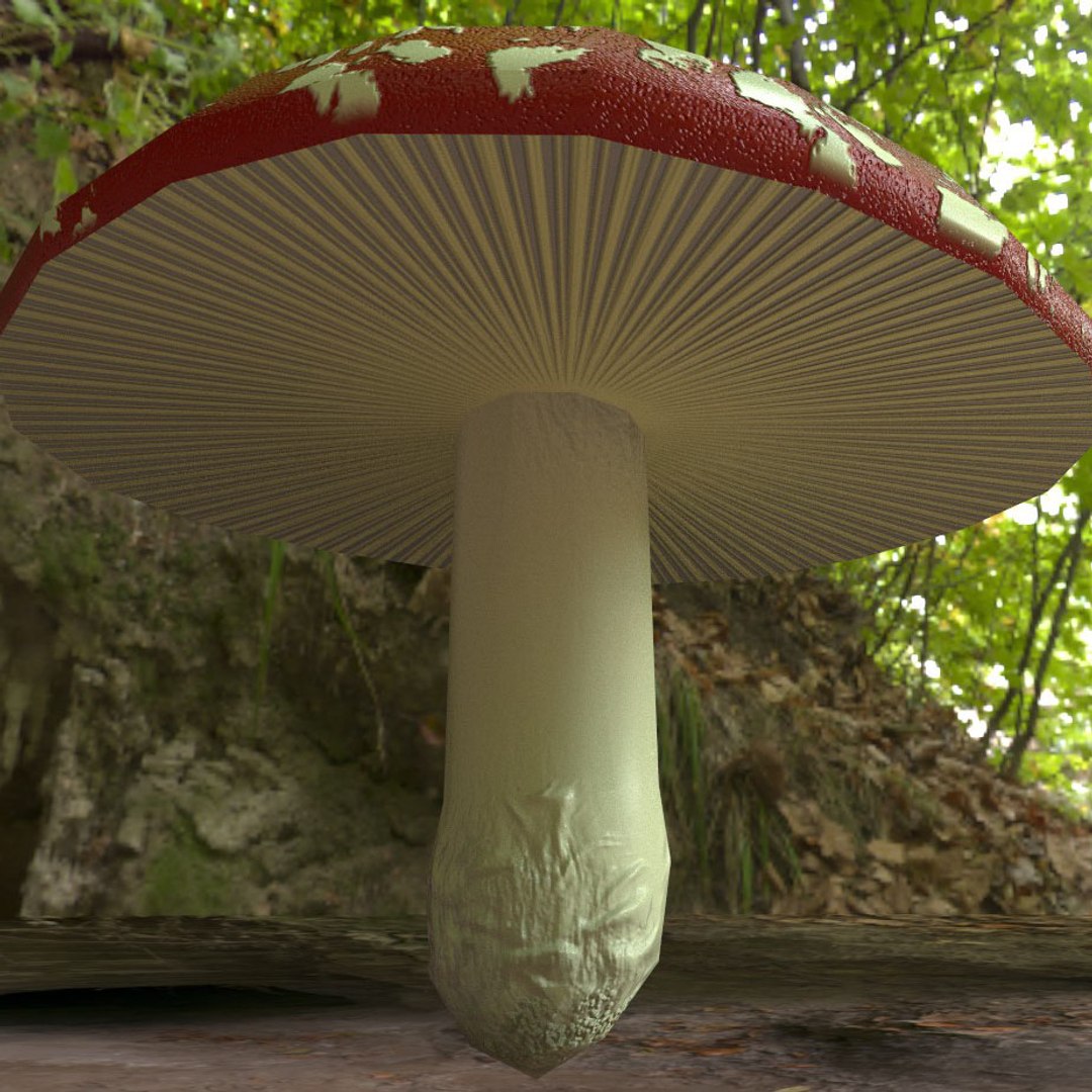 3D Model Mushroom - TurboSquid 1275799