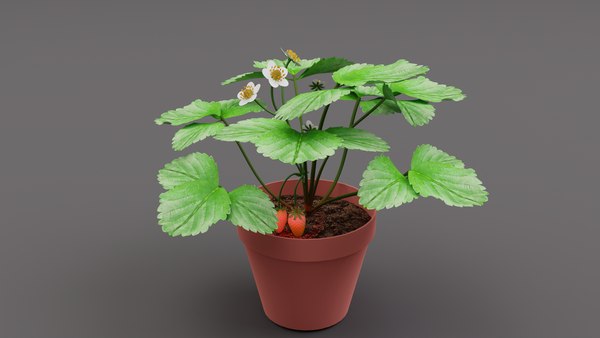 modelo 3d Strawberry plant - TurboSquid 2085375