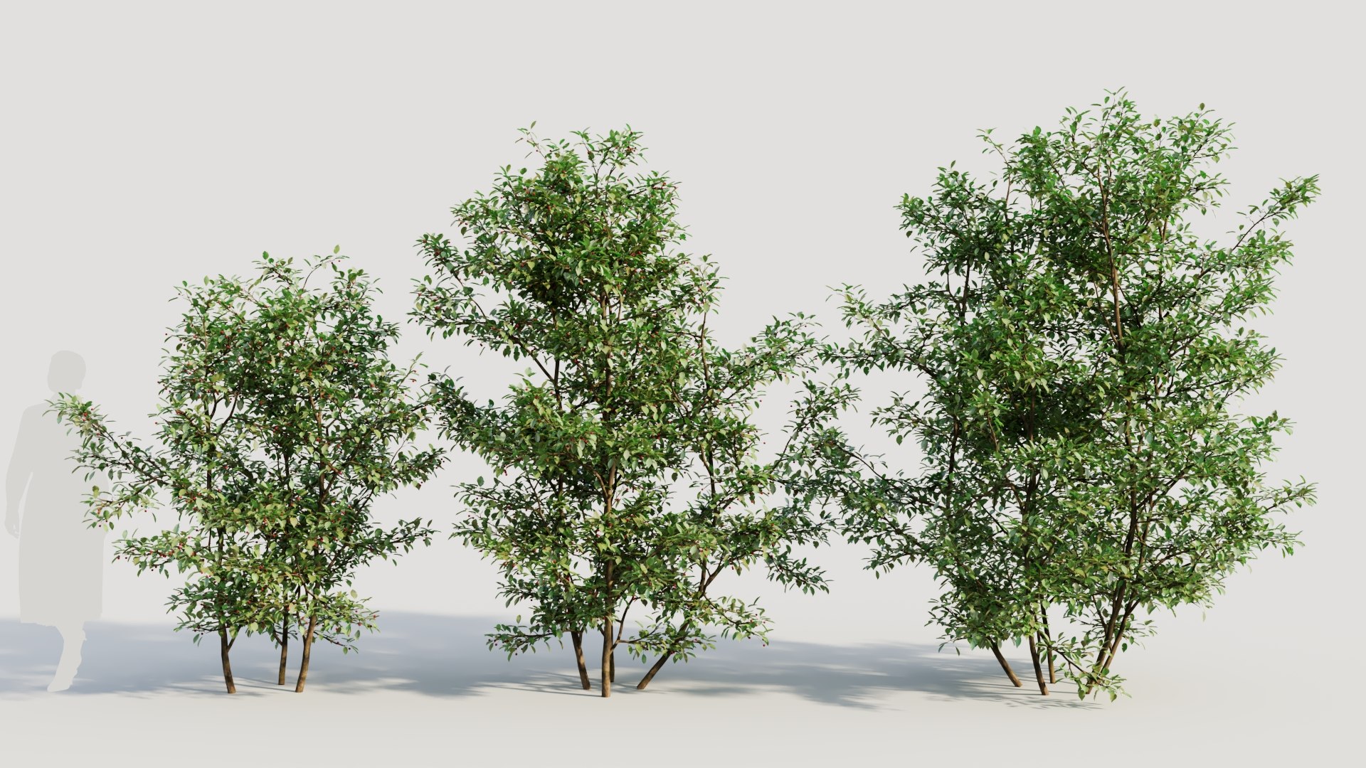3D Ilex Mucronata B Model - TurboSquid 2193551