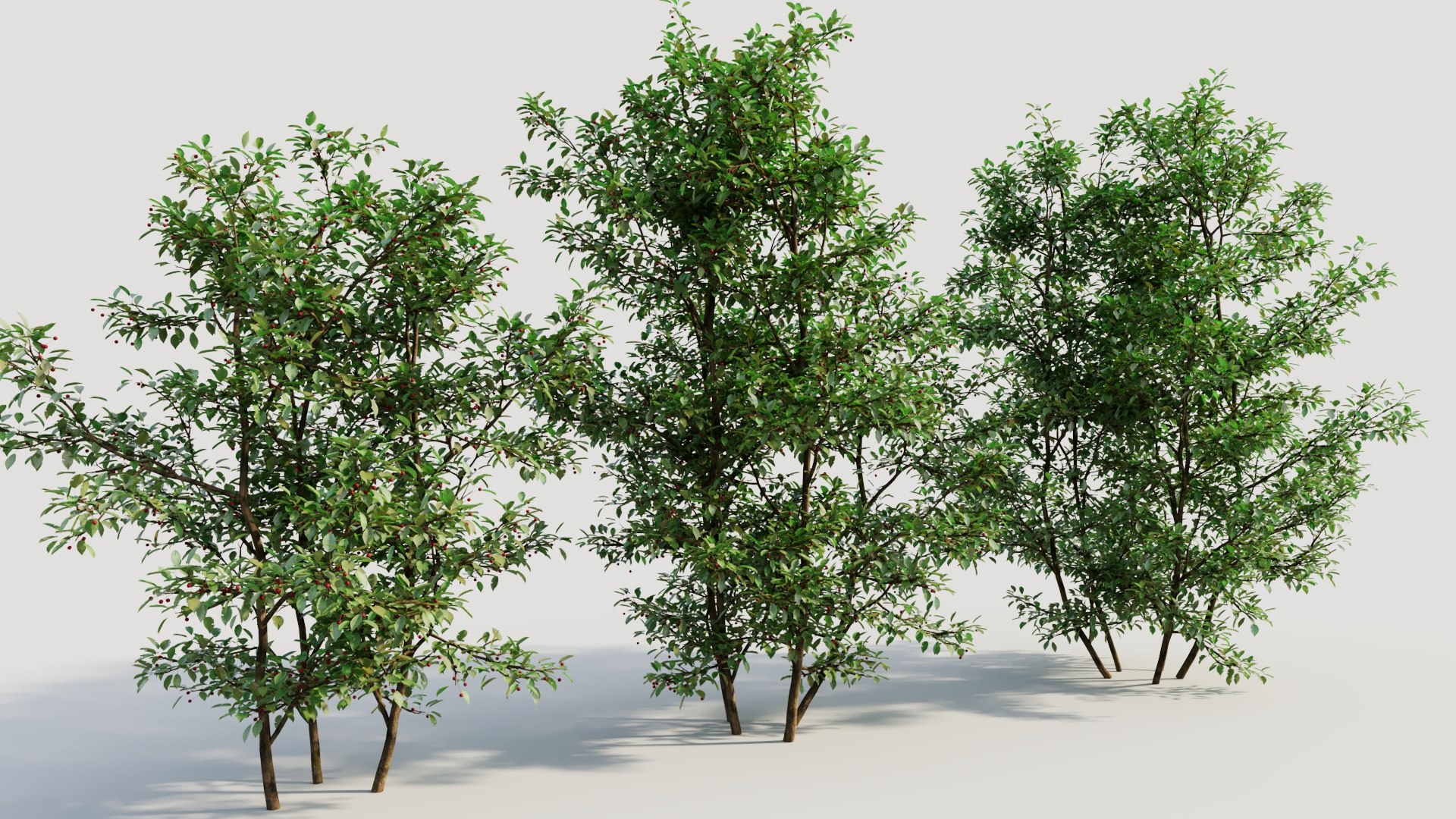 3D Ilex Mucronata B Model - TurboSquid 2193551