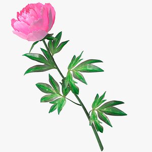 Peony 3D Models for Download | TurboSquid