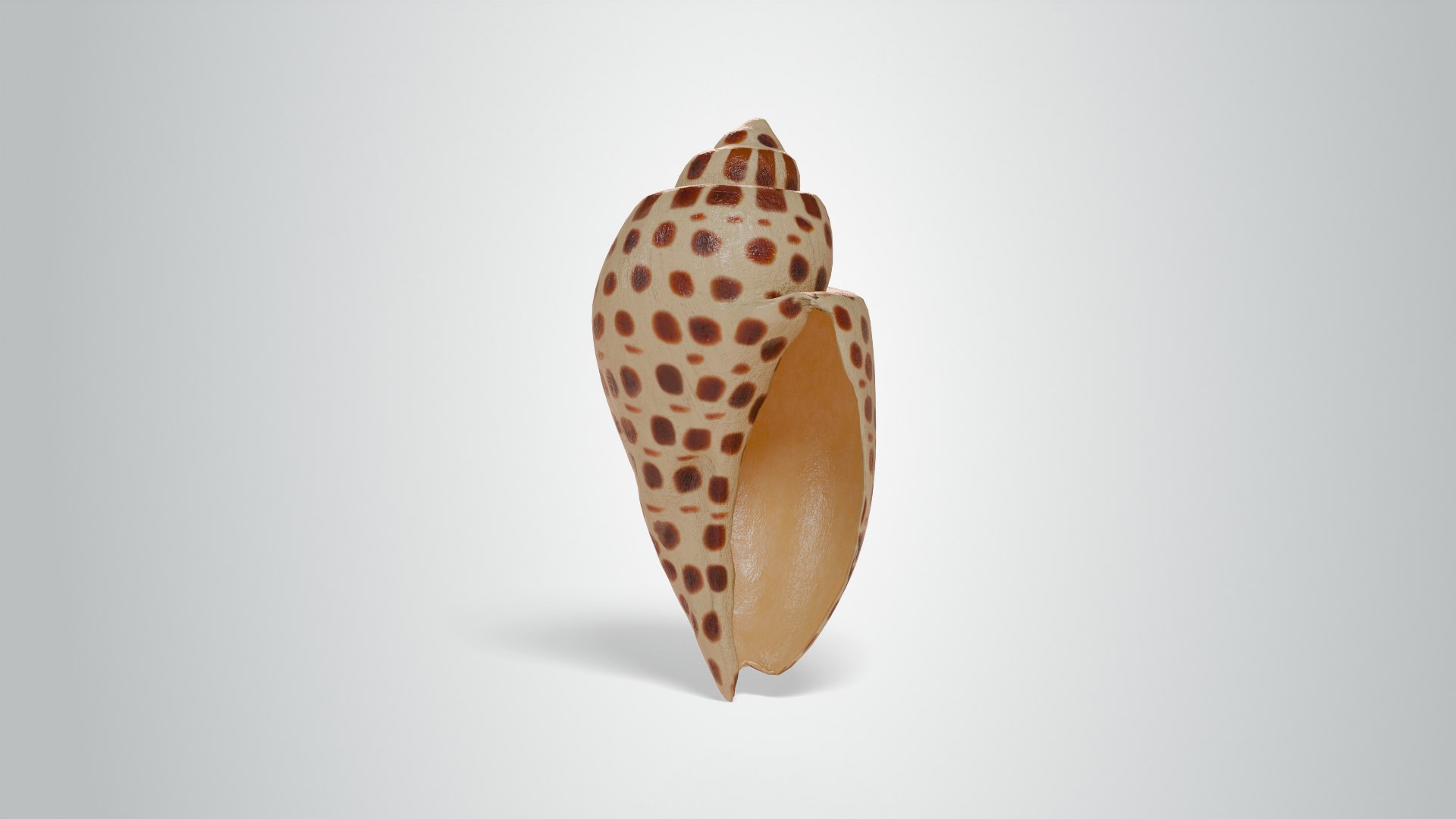 Free 3D Junonia Shell - TurboSquid 2349225