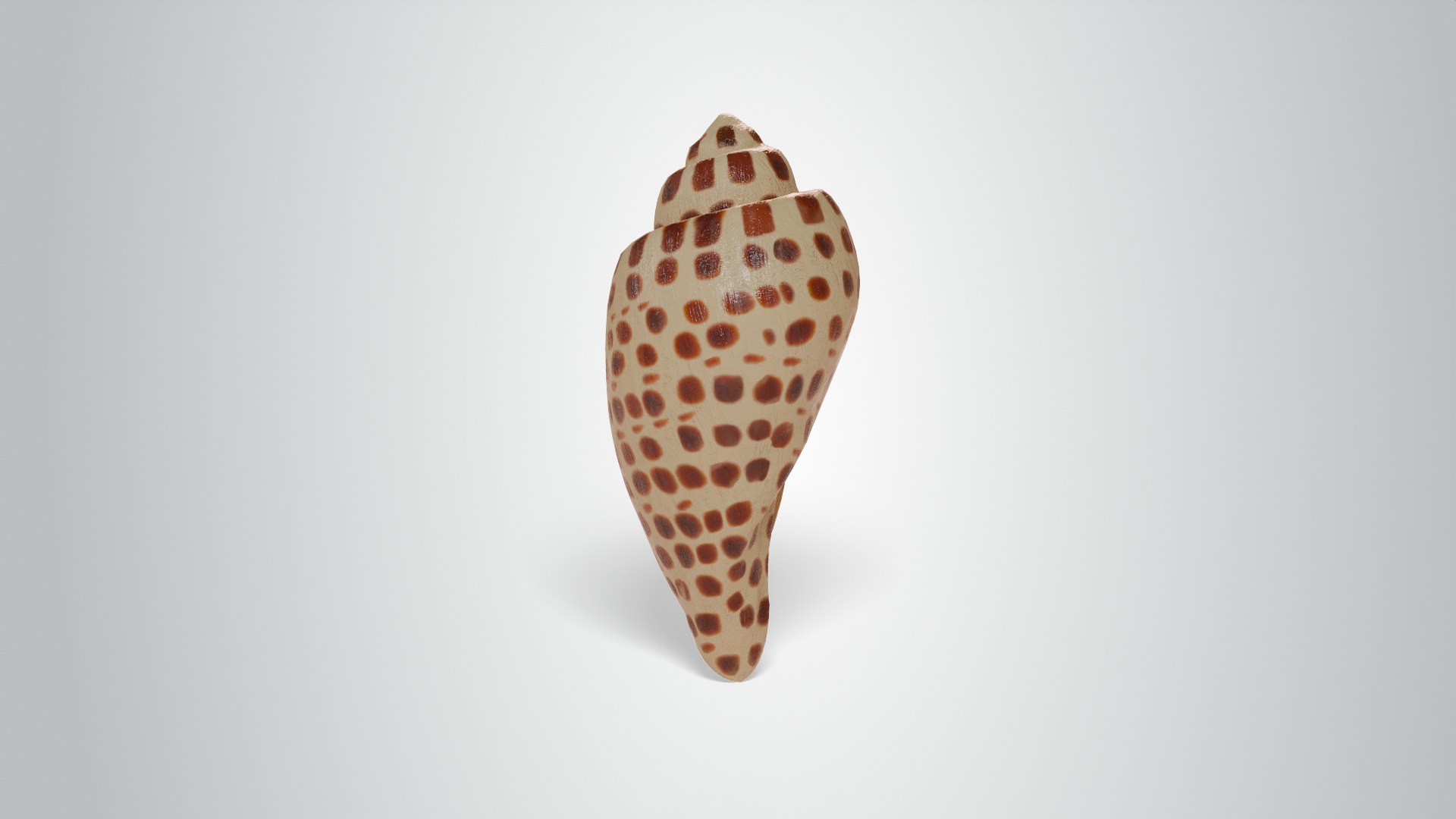 Free 3D Junonia Shell - TurboSquid 2349225