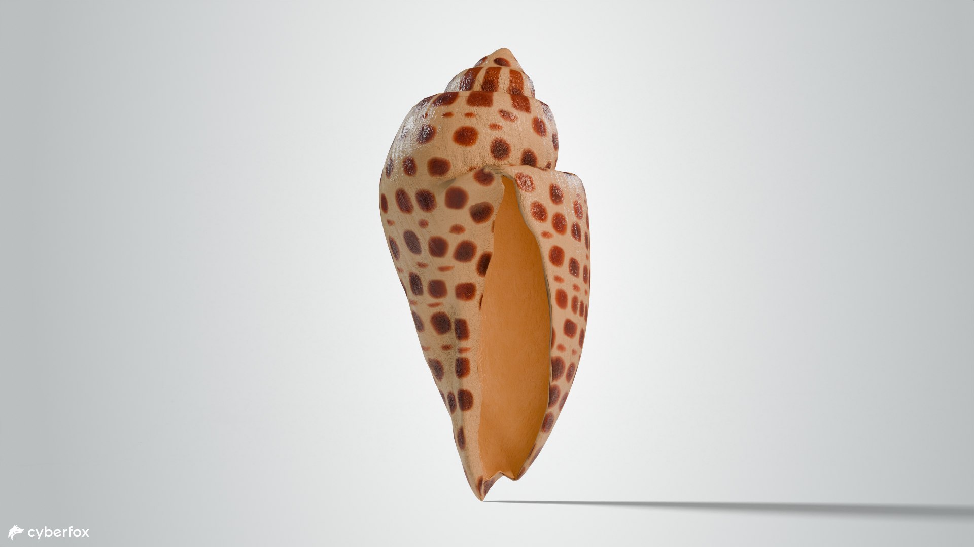 Free 3D Junonia Shell - TurboSquid 2349225