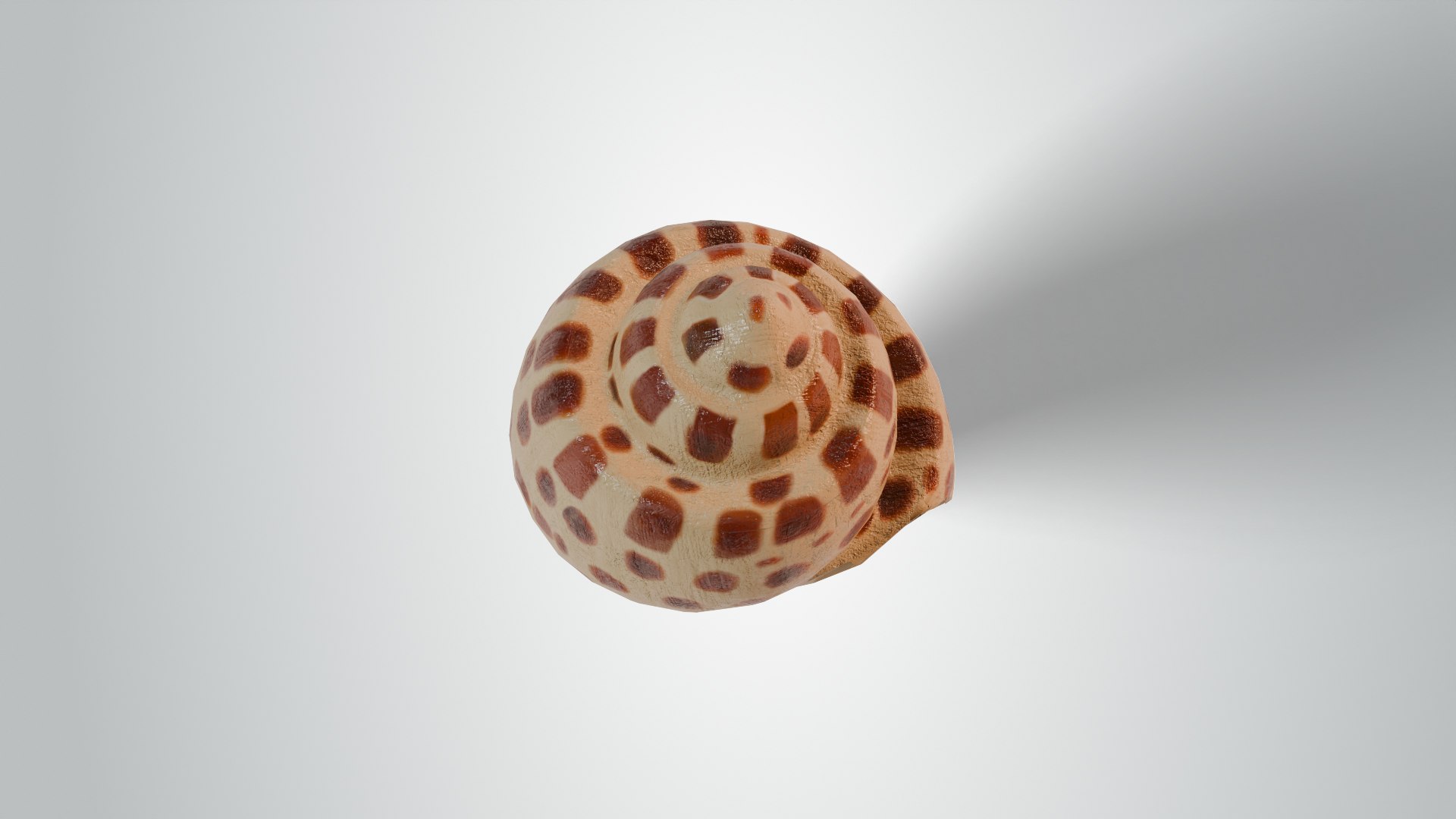 Free 3D Junonia Shell - TurboSquid 2349225