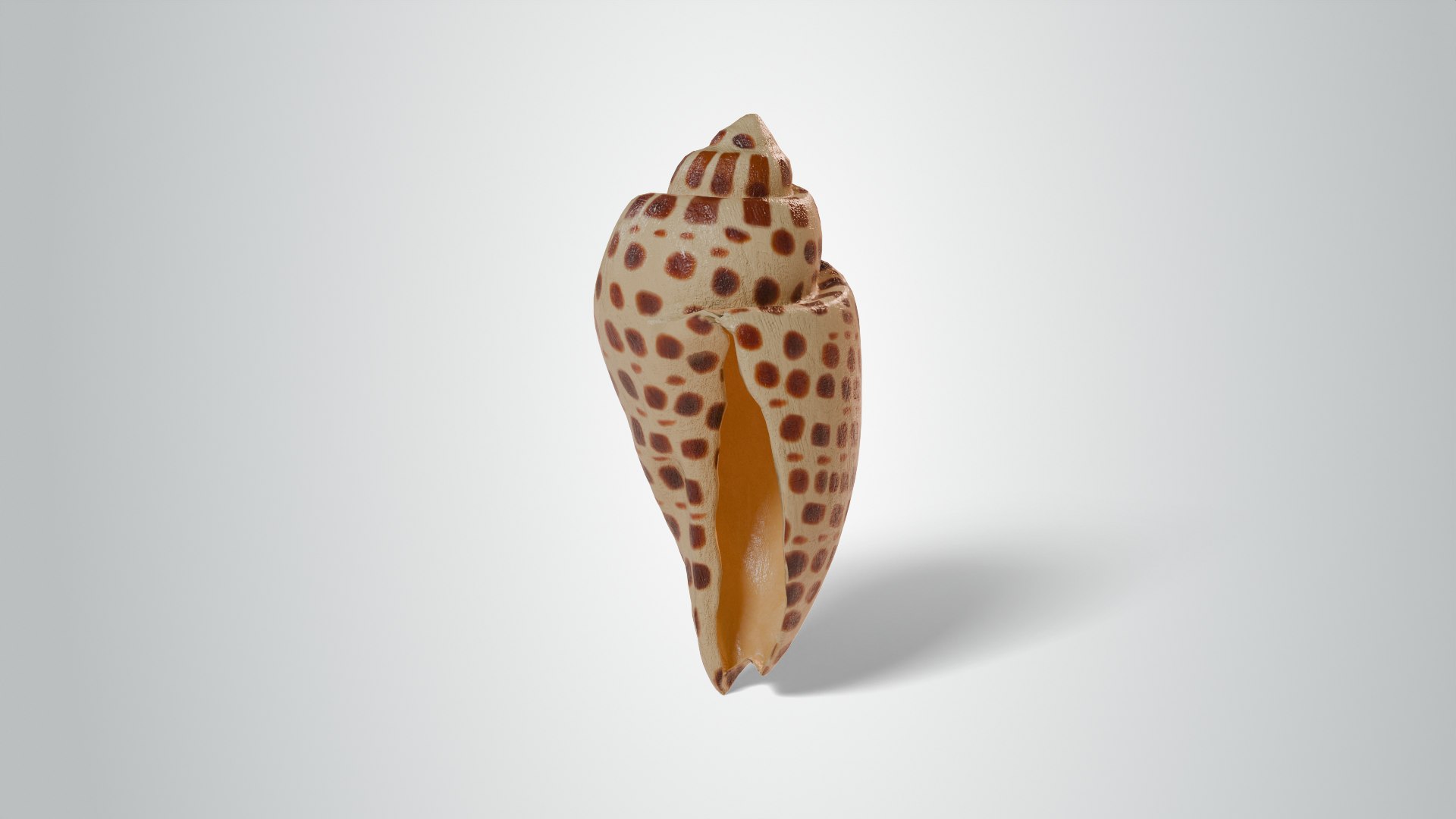 Free 3D Junonia Shell - TurboSquid 2349225