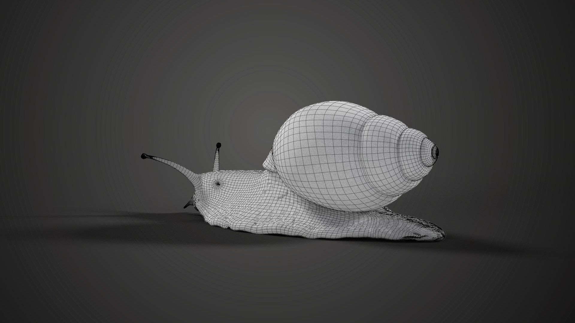 African Snail Animated 3D - TurboSquid 2080959