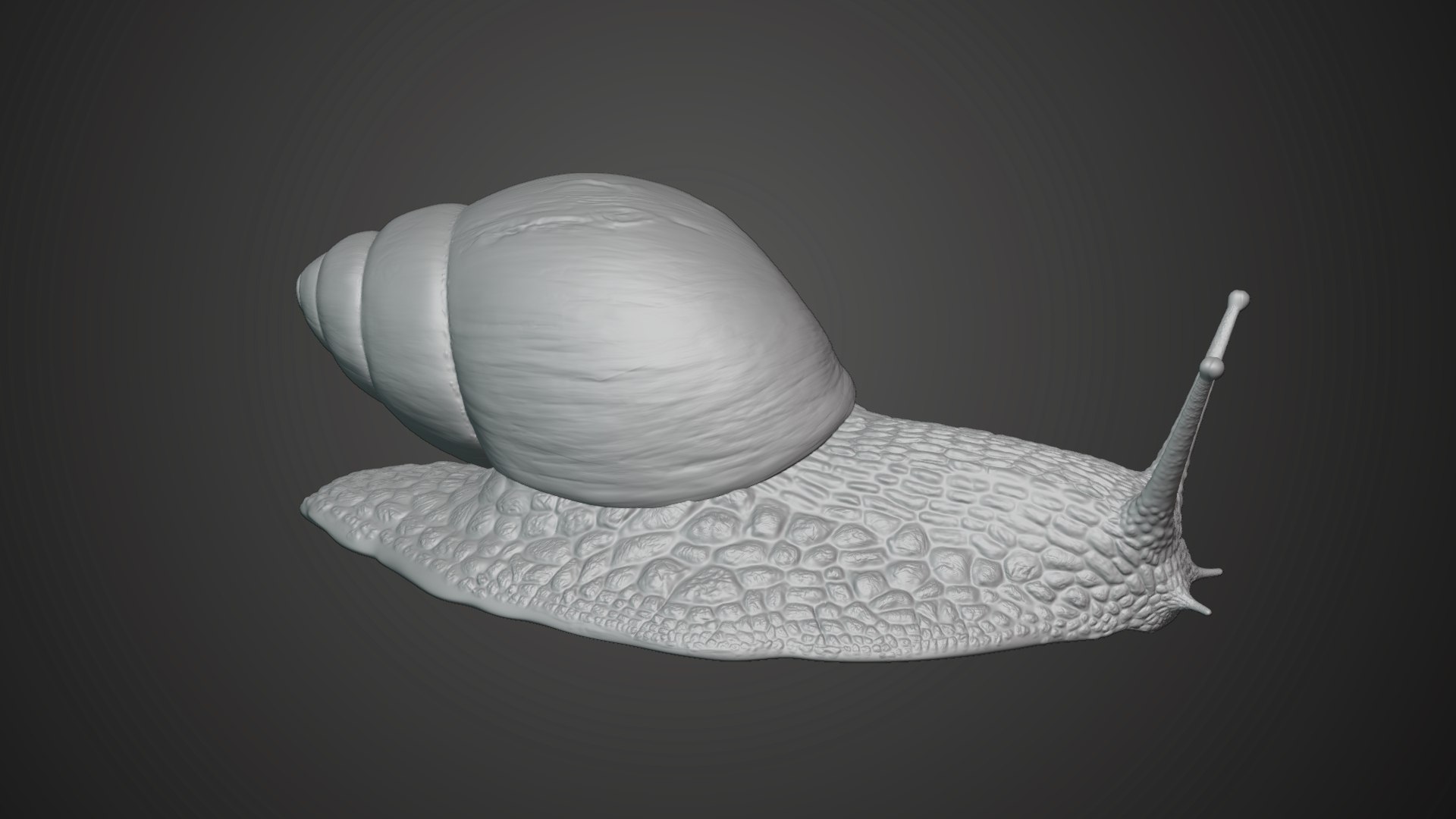African Snail Animated 3D - TurboSquid 2080959
