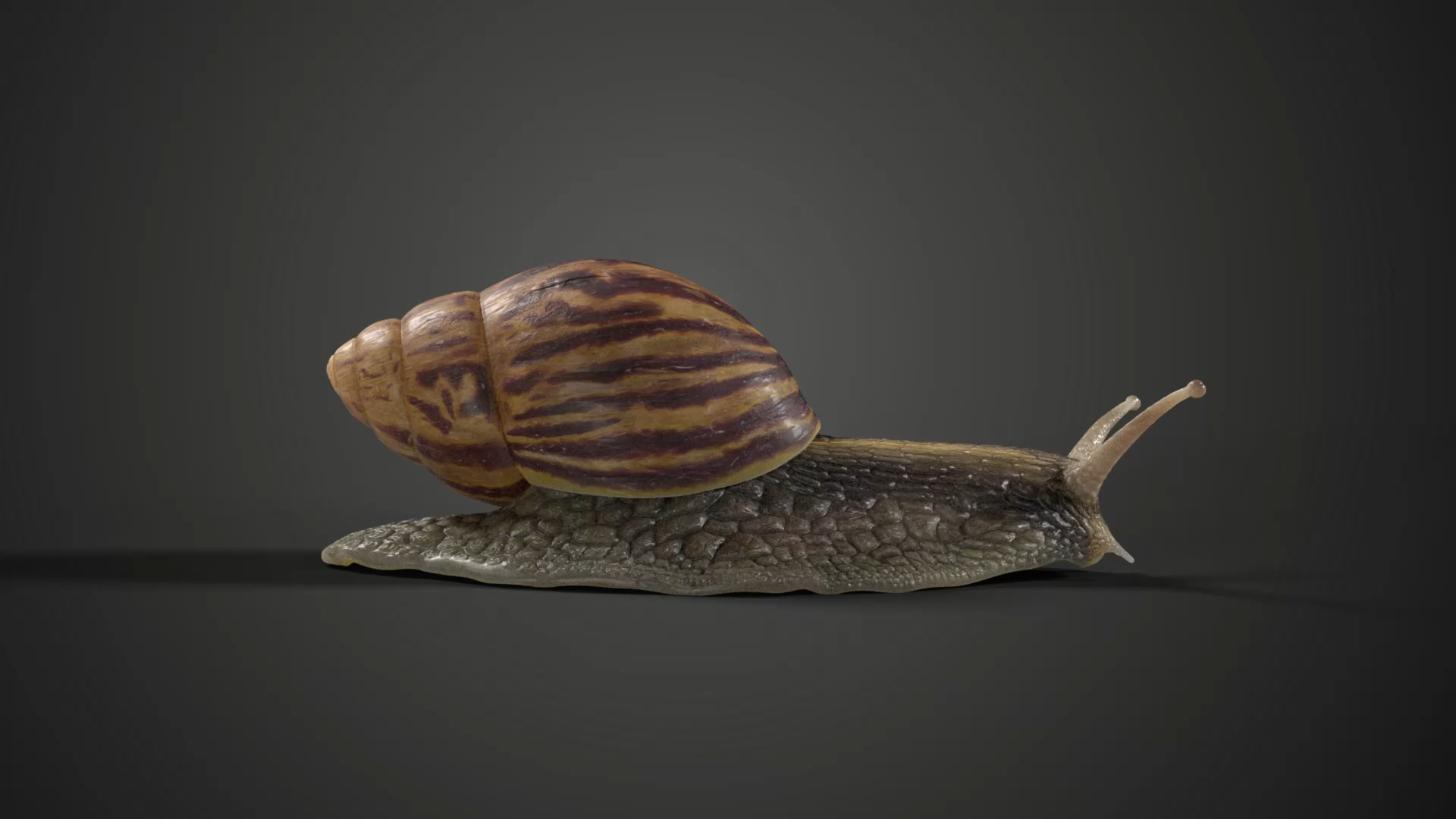 African Snail Animated 3D - TurboSquid 2080959