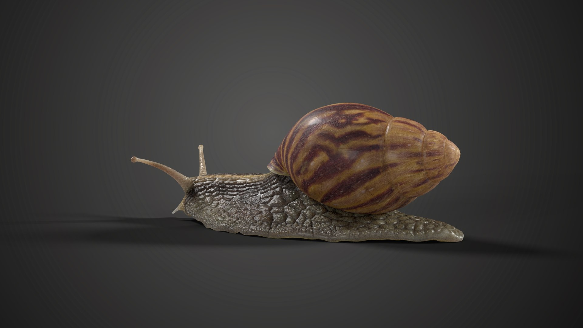 African Snail Animated 3D - TurboSquid 2080959