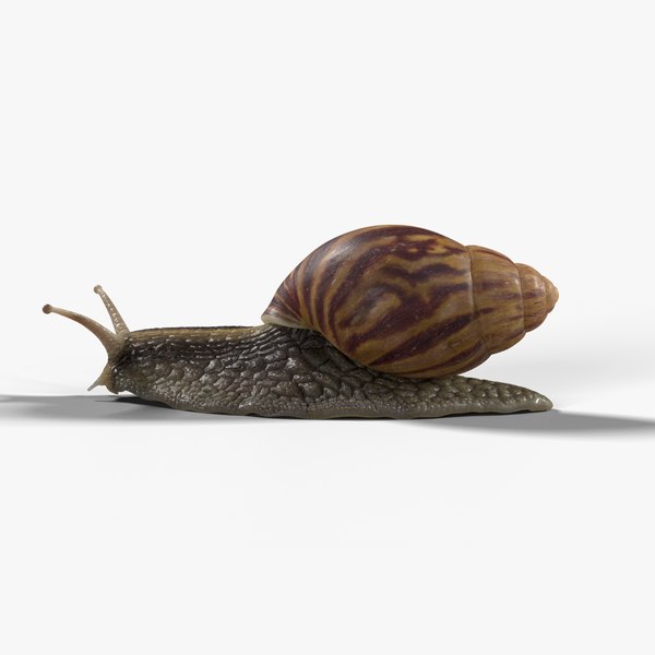 Snail 3D Models for Download | TurboSquid