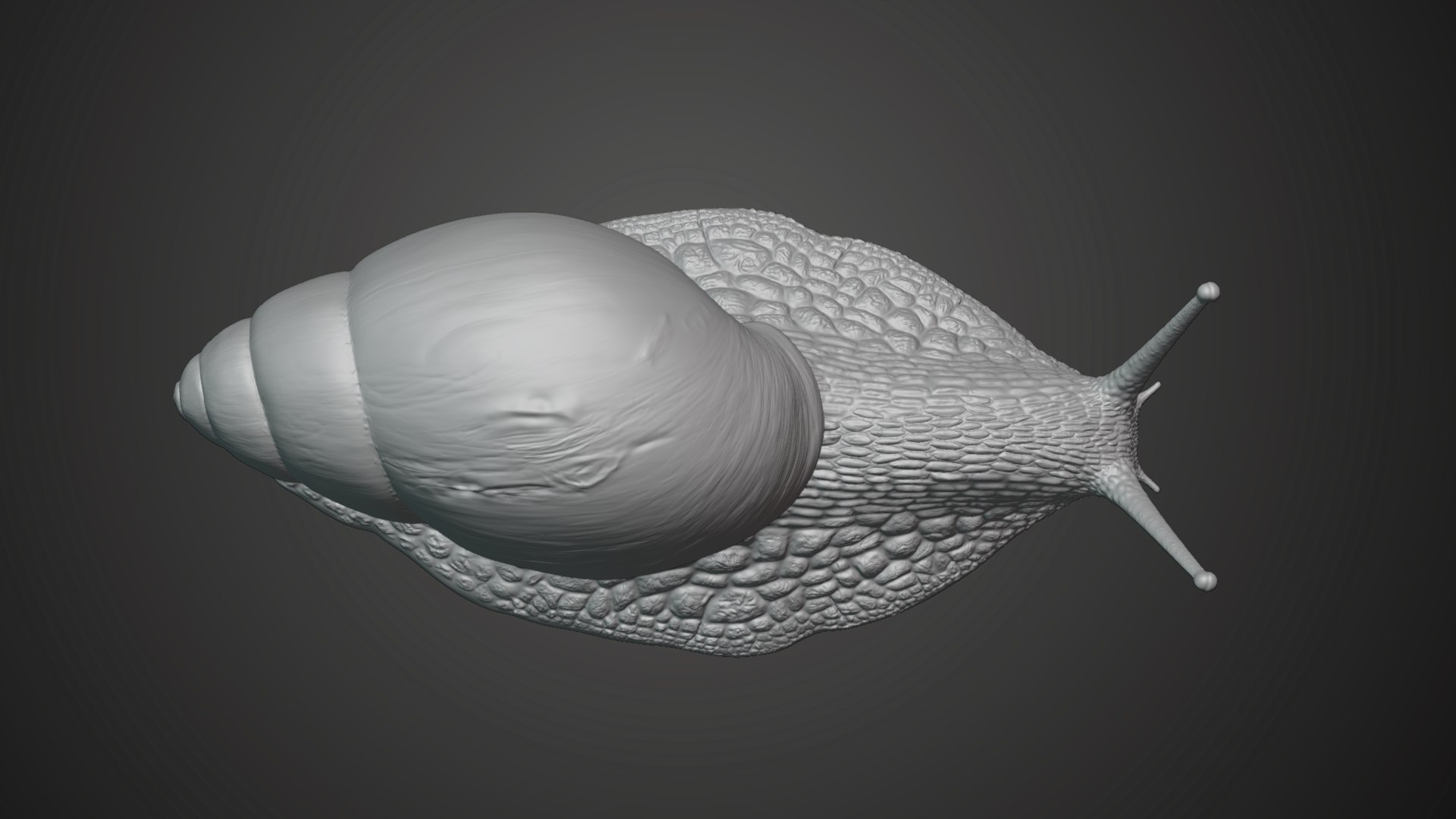 African Snail Animated 3D - TurboSquid 2080959