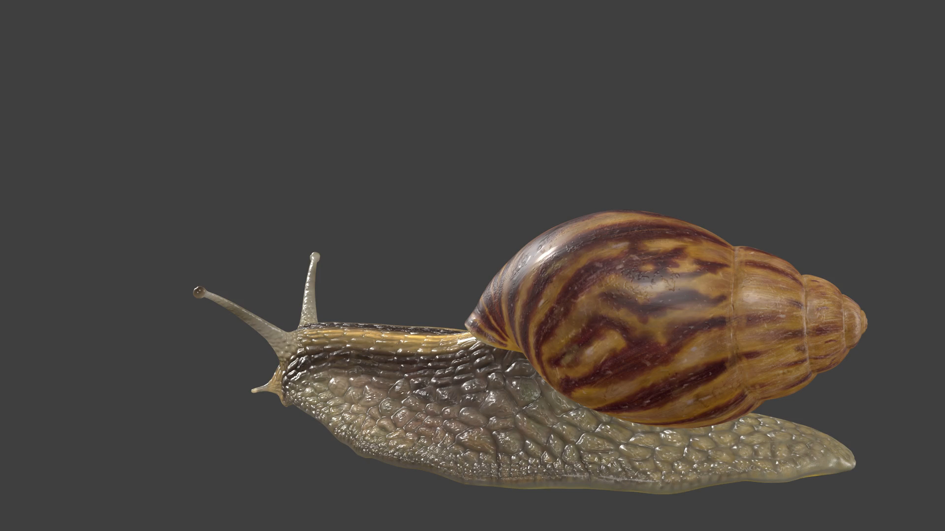 African Snail Animated 3D - TurboSquid 2080959