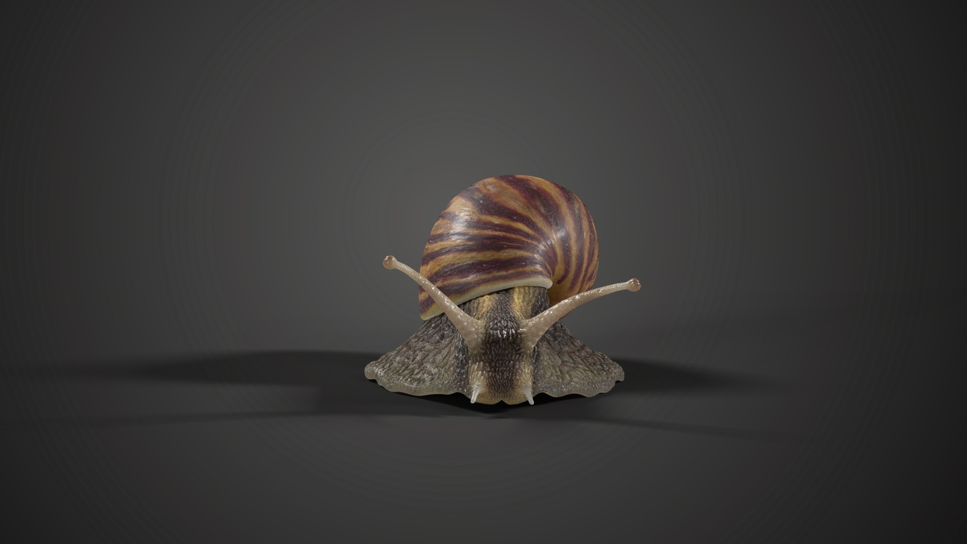 African Snail Animated 3D - TurboSquid 2080959