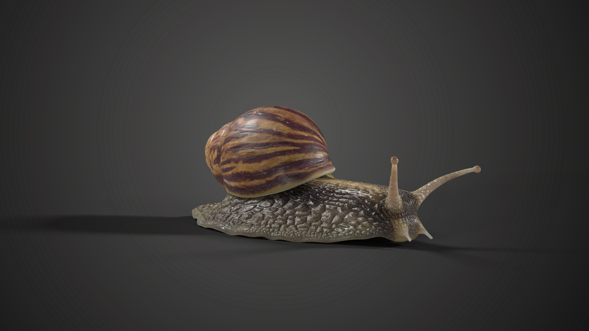 African Snail Animated 3D - TurboSquid 2080959