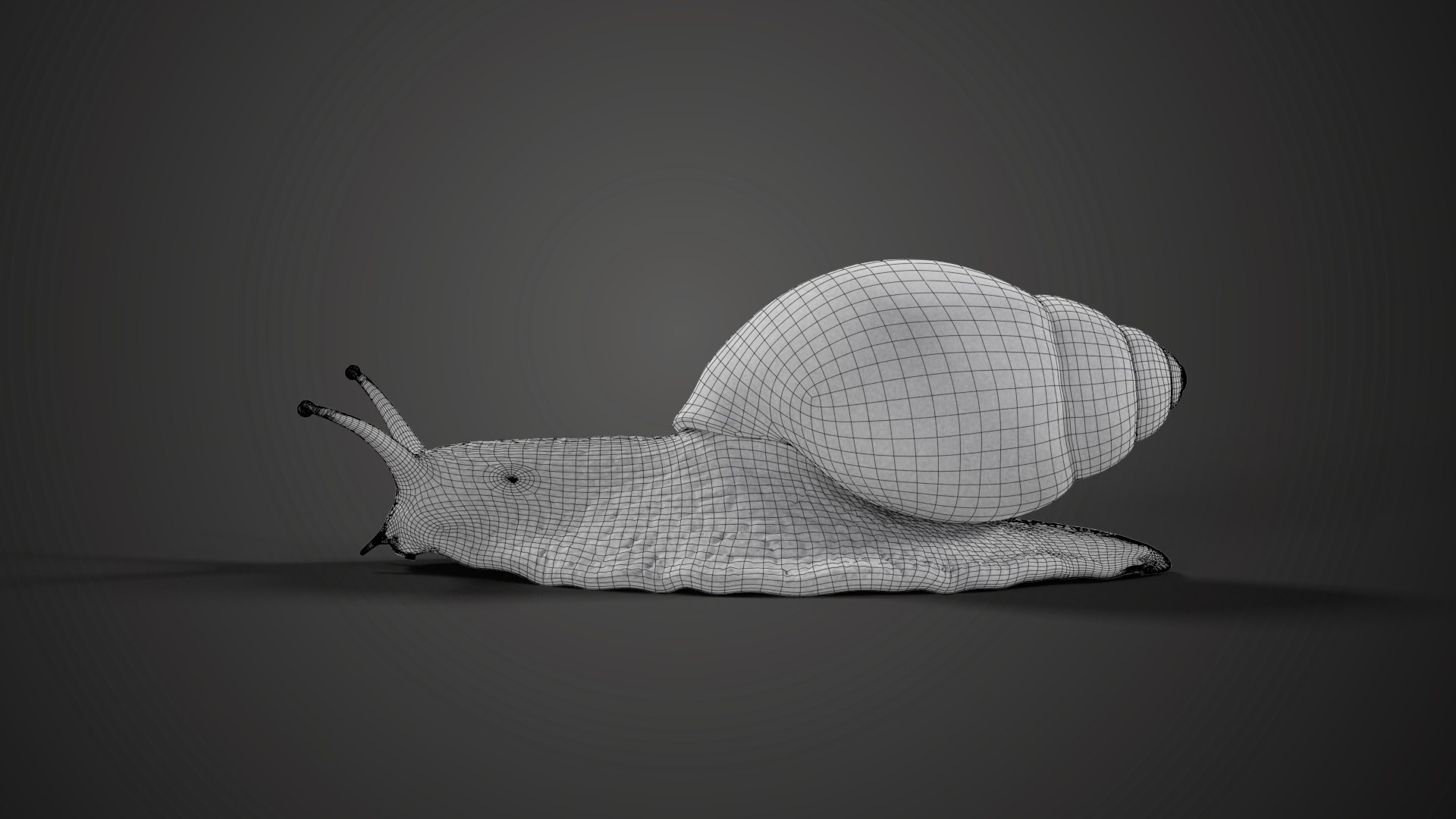 African Snail Animated 3D - TurboSquid 2080959