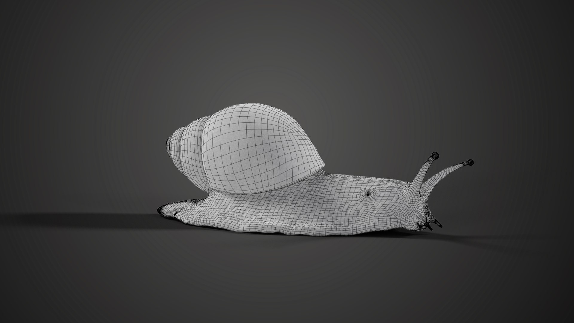 African Snail Animated 3D - TurboSquid 2080959