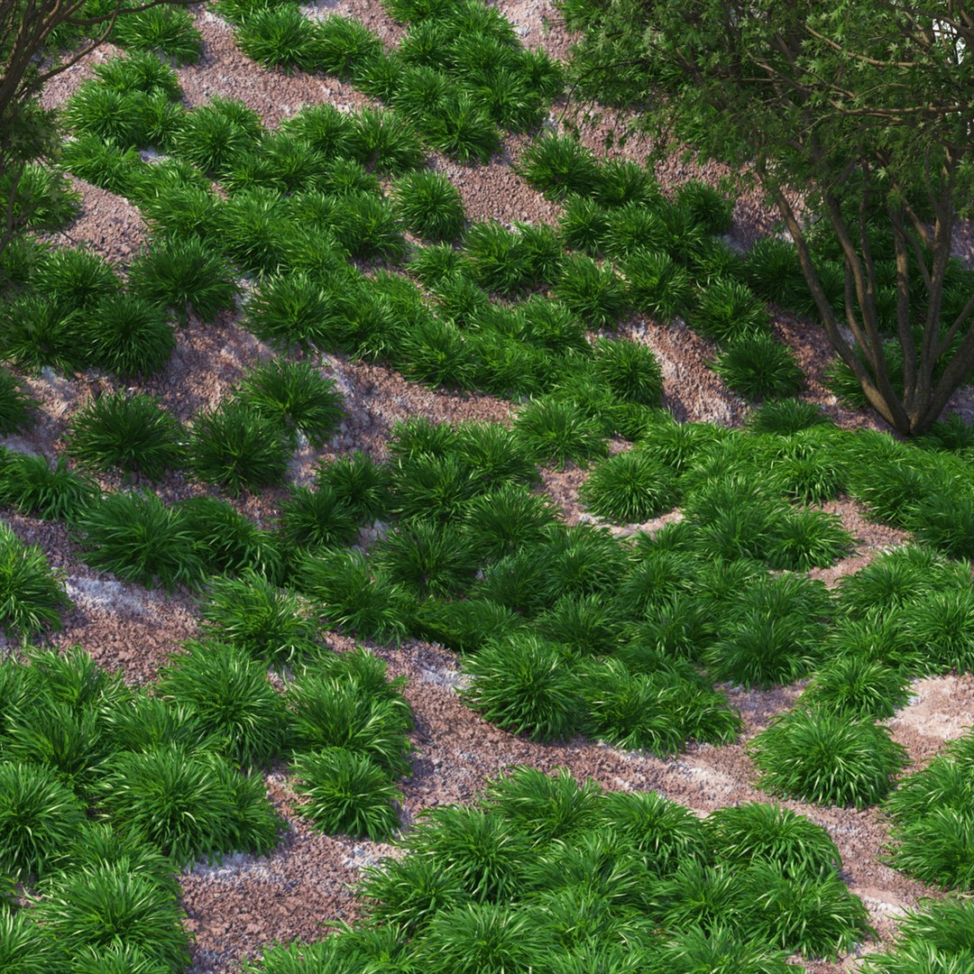 3D Hakonechloa Macra Grass Model - TurboSquid 1877626
