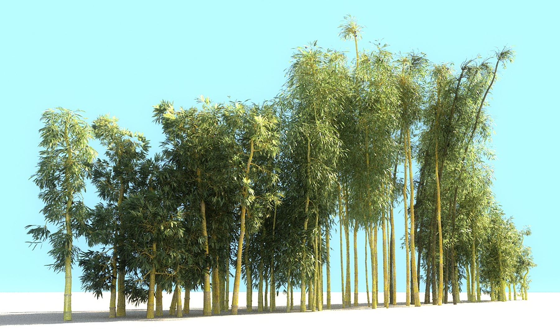 3D Bamboo Forest Pack 10 Model - TurboSquid 1385175