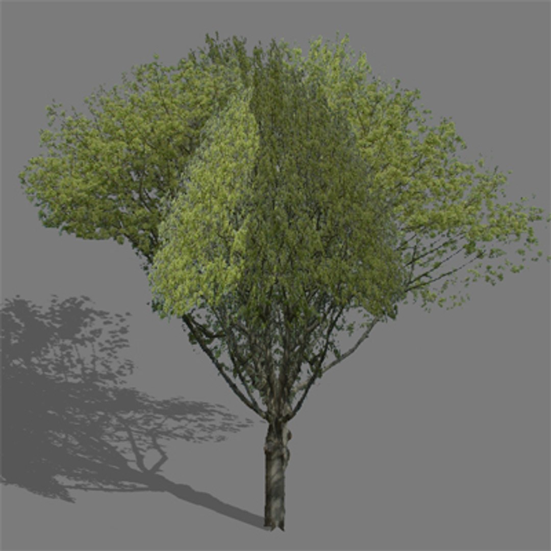 autumn trees 3d max