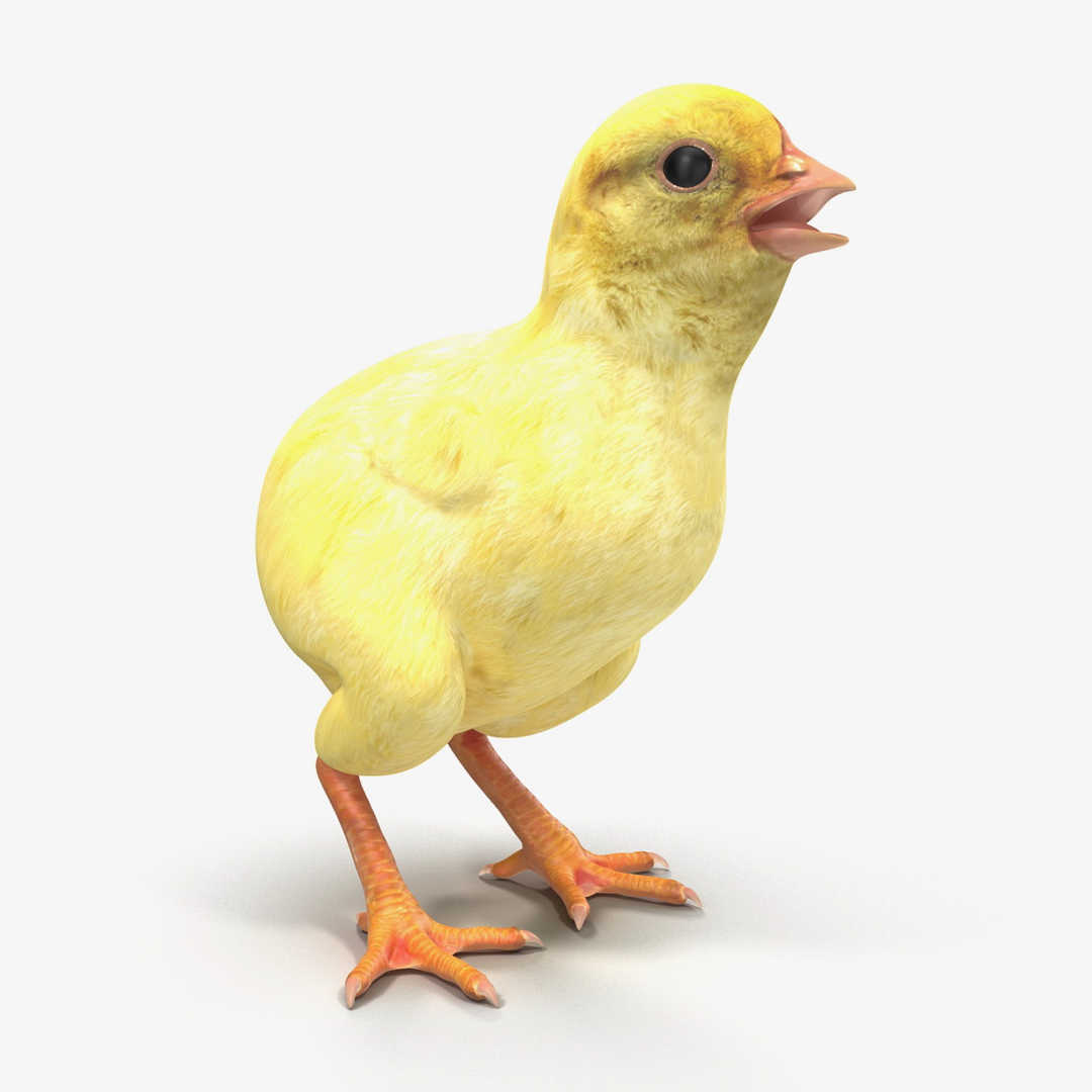 Chick Modeled 3d Max