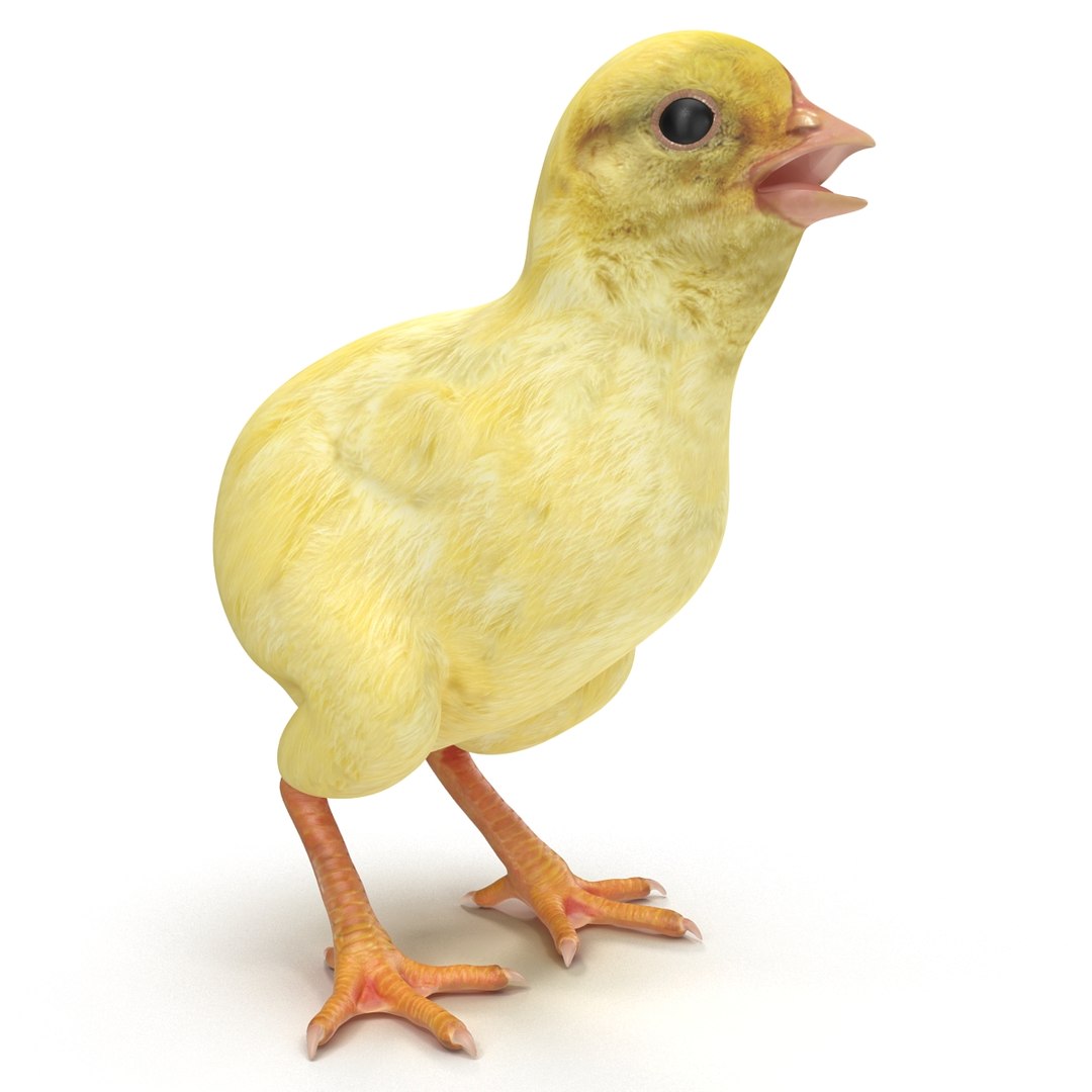 Chick Modeled 3d Max