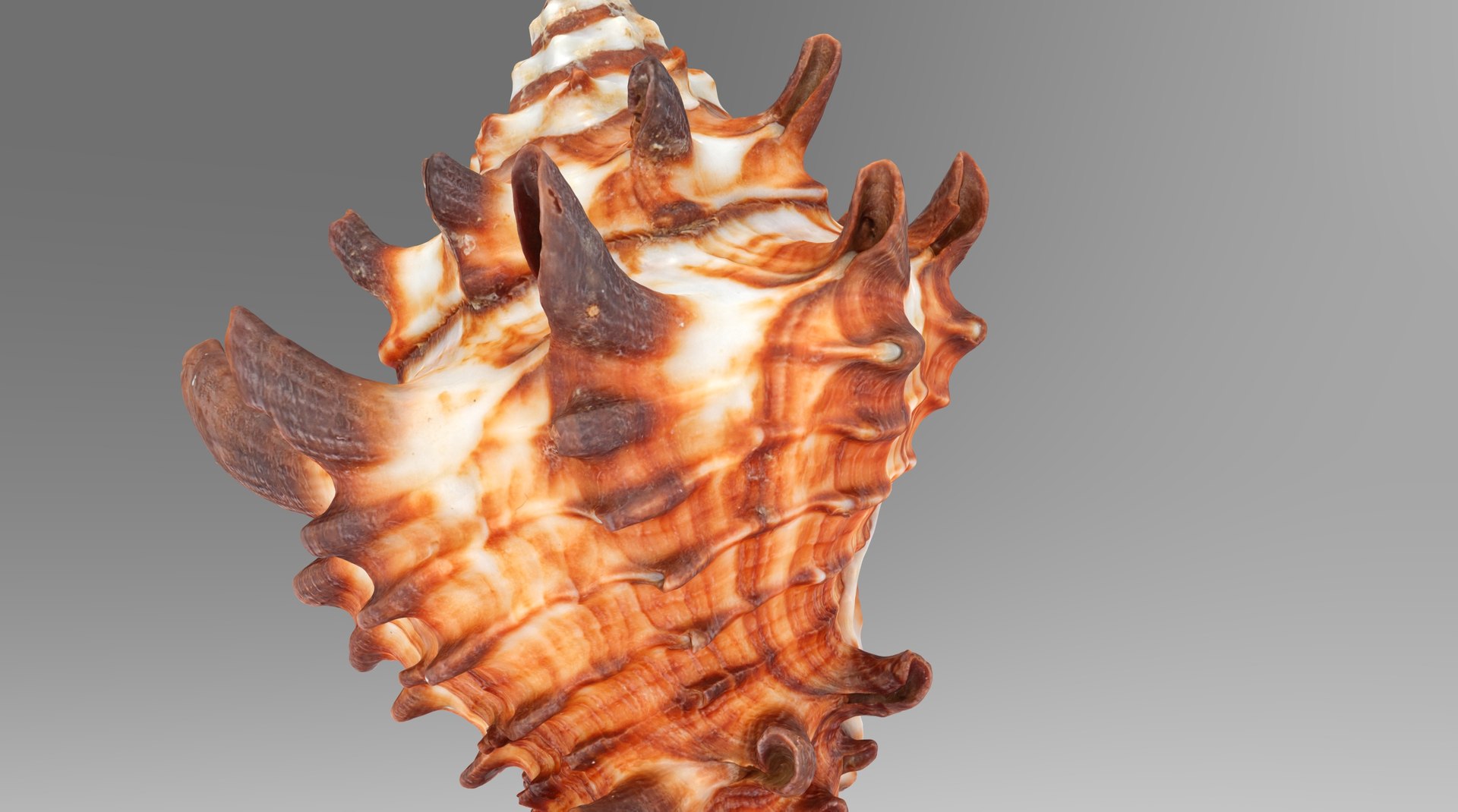 Vasum Tubiferum Sea Shell 3D - TurboSquid 2079374