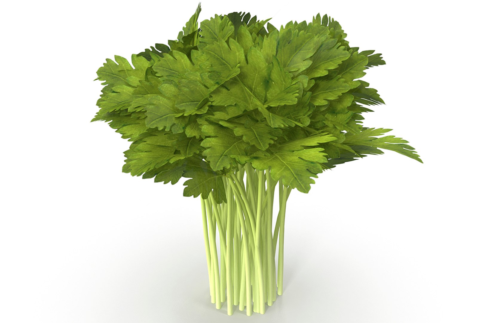 3D celery bunch model - TurboSquid 1540549