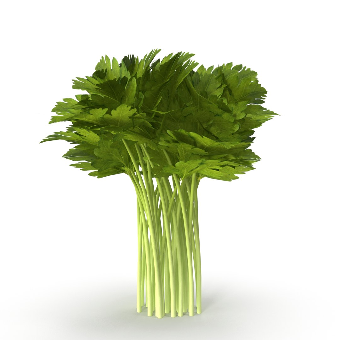 3D celery bunch model - TurboSquid 1540549