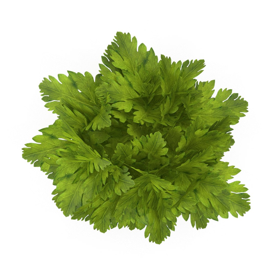 3D celery bunch model - TurboSquid 1540549