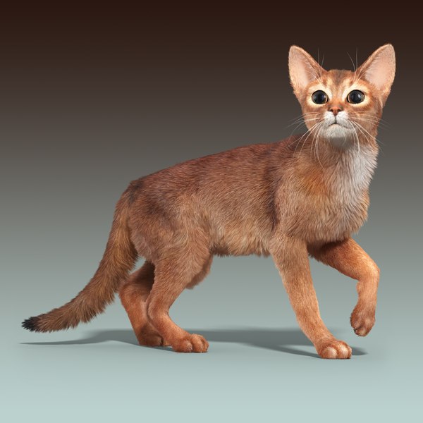 3d model abyssinian cat 2 fur