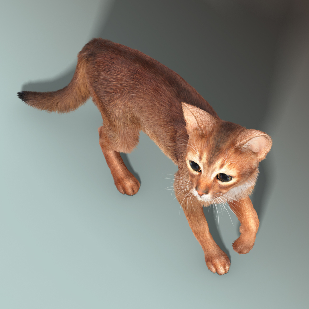 3d model abyssinian cat 2 fur