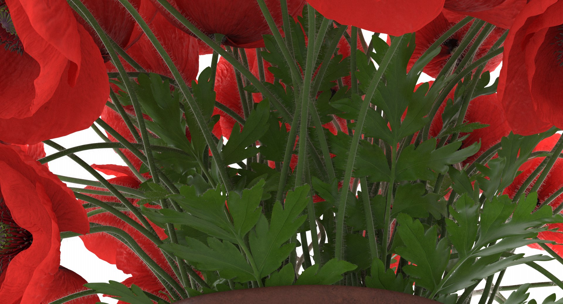 Poppy Rustic 3D Model - TurboSquid 1833126