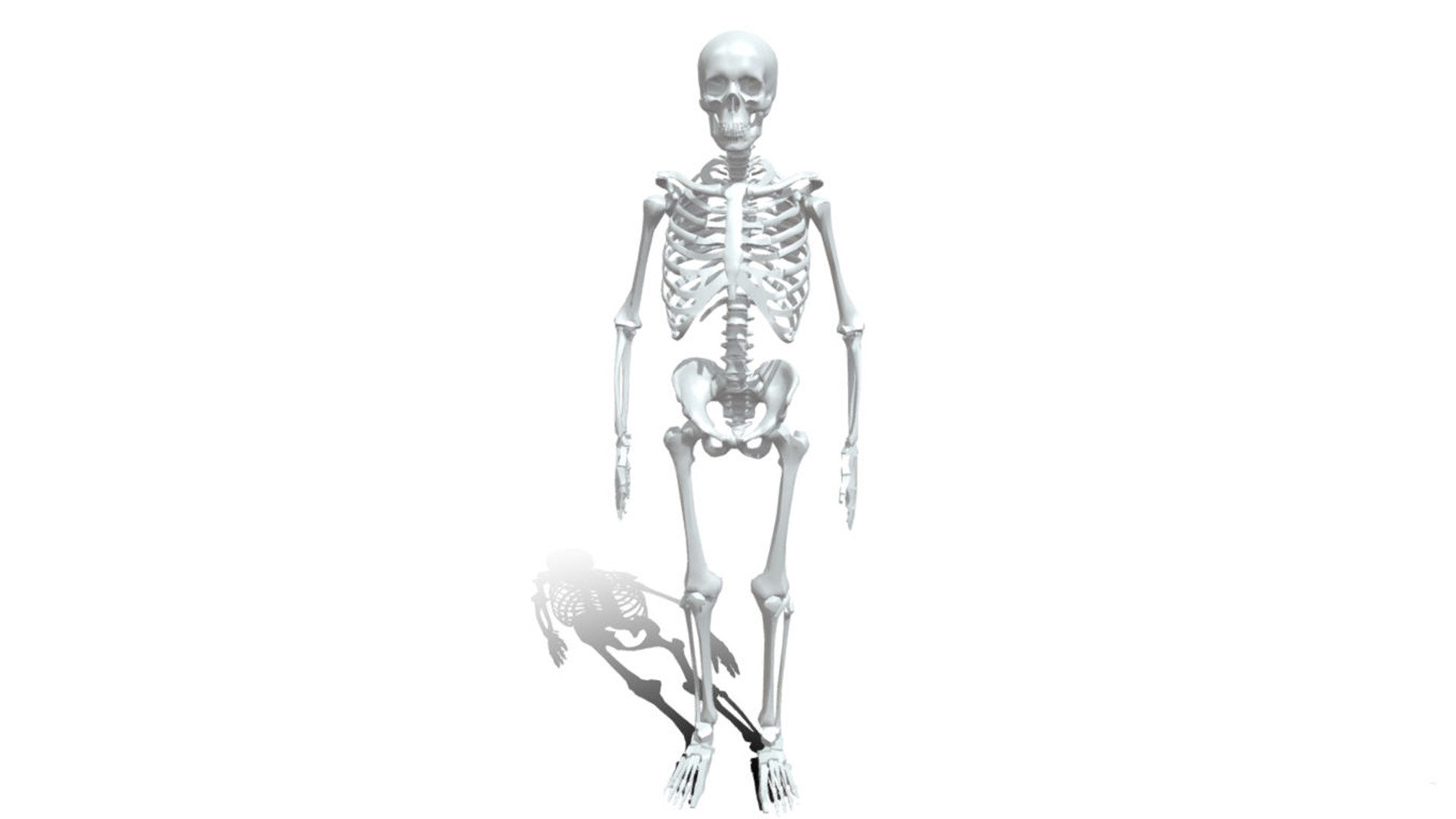 3D Human anatomy skeleton model - TurboSquid 2069431