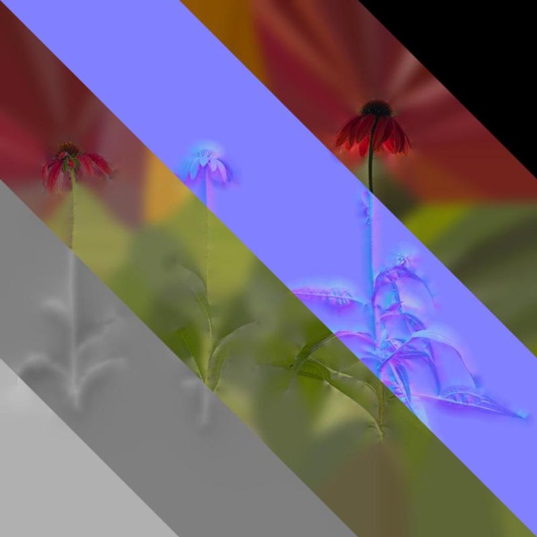 3D Anydrafts Echinacea Purpurea Atlas 05 Textures - TurboSquid 2355507