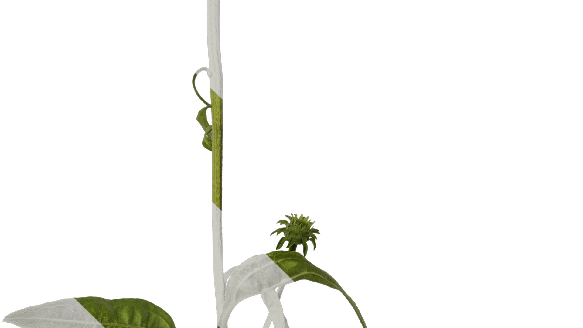 3D Anydrafts Echinacea Purpurea Atlas 05 Textures - TurboSquid 2355507