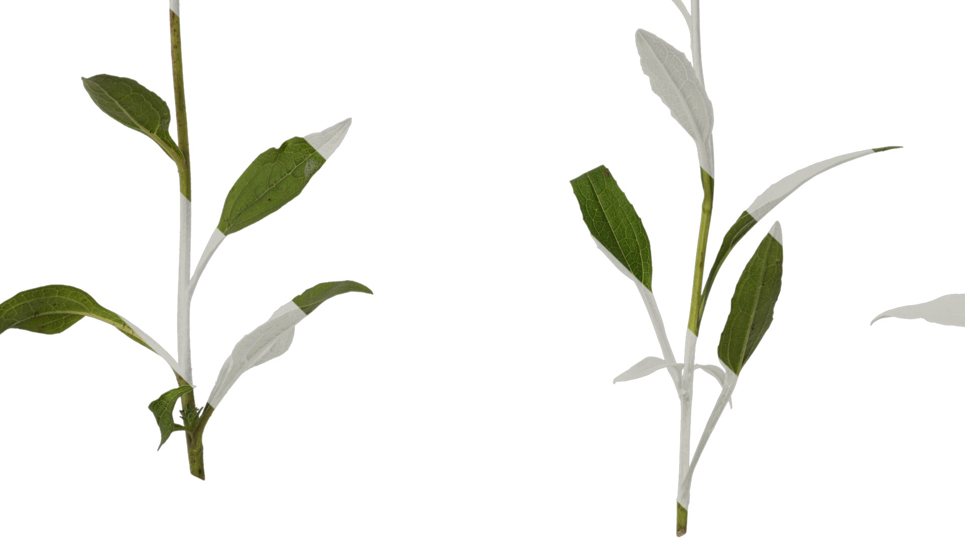 3D Anydrafts Echinacea Purpurea Atlas 05 Textures - TurboSquid 2355507