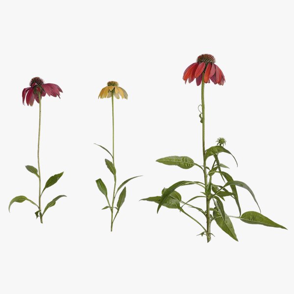 modelo 3d Atlas 05 Texturas de Anydrafts Echinacea purpurea ...