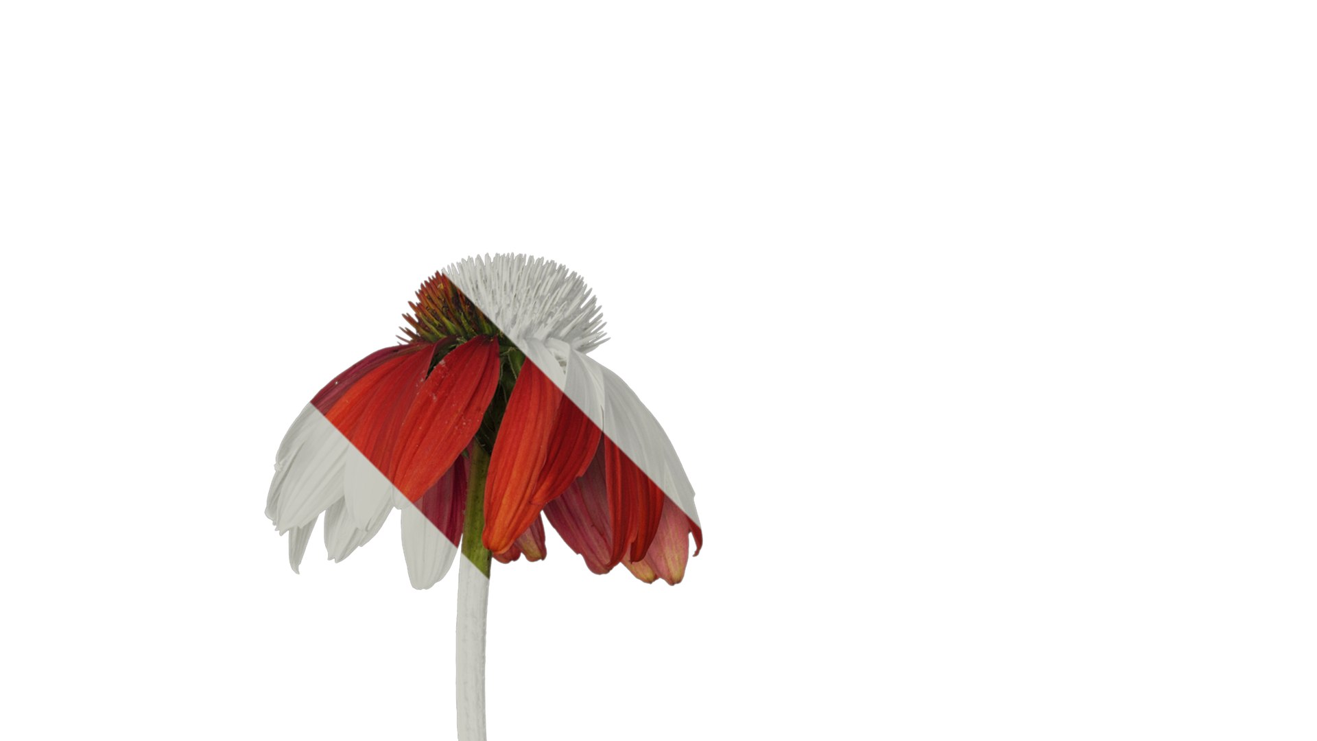 3D Anydrafts Echinacea Purpurea Atlas 05 Textures - TurboSquid 2355507