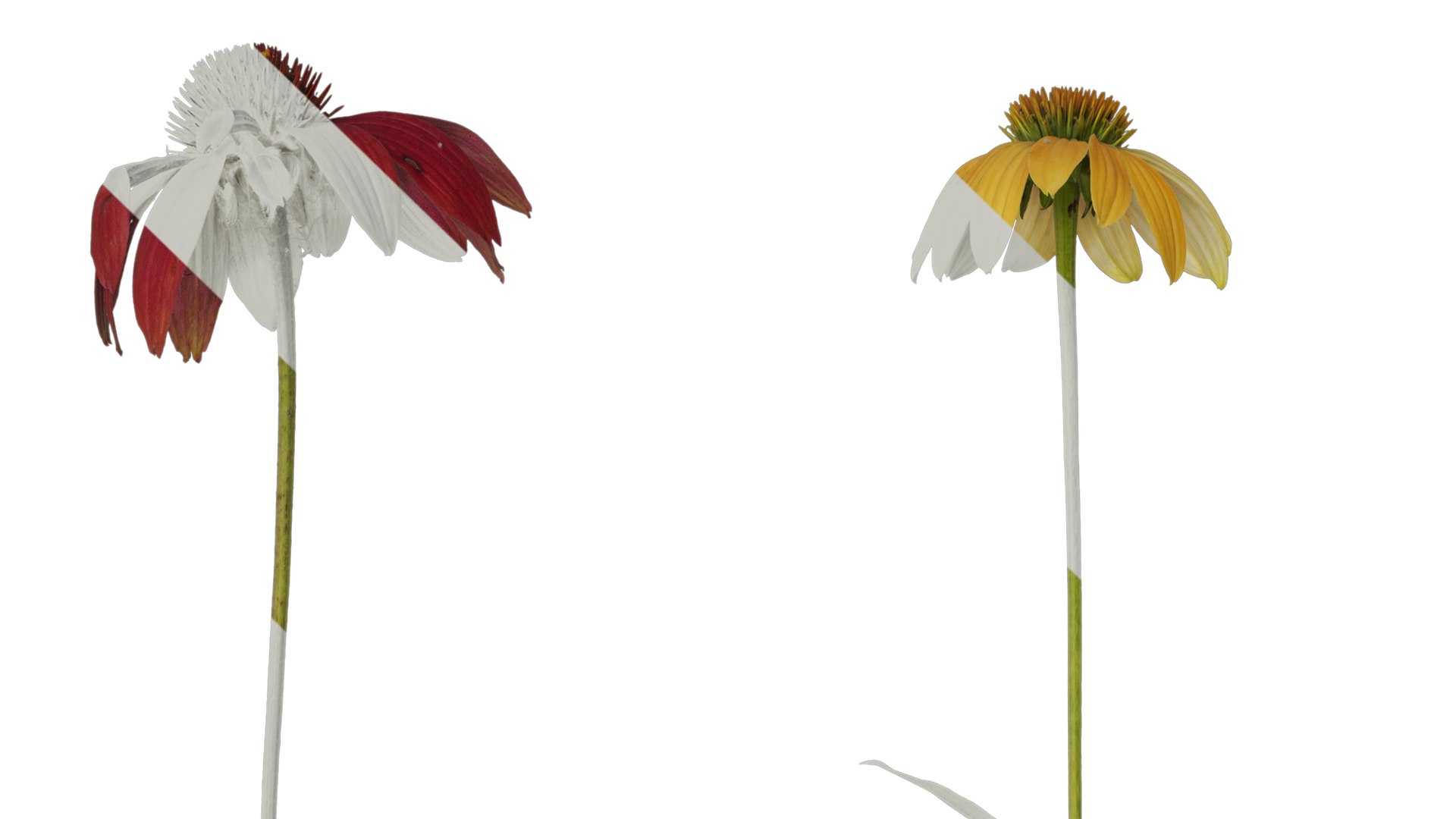 3D Anydrafts Echinacea Purpurea Atlas 05 Textures - TurboSquid 2355507