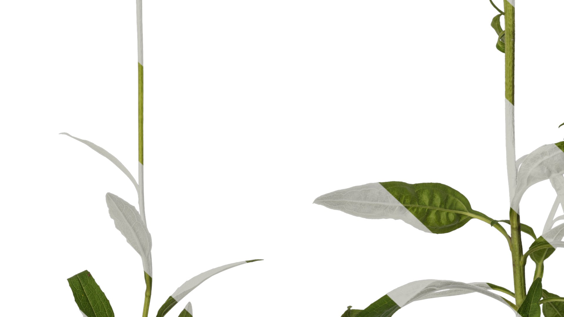 3D Anydrafts Echinacea Purpurea Atlas 05 Textures - TurboSquid 2355507